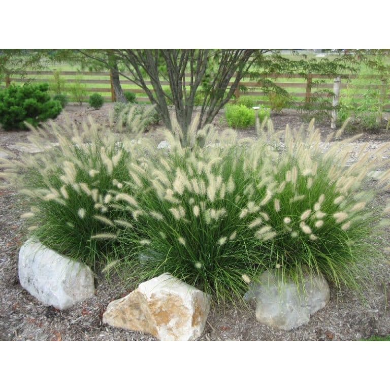 Hamlen Grass - Taylor Landscaping