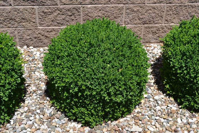 boxwood - Taylor Landscaping