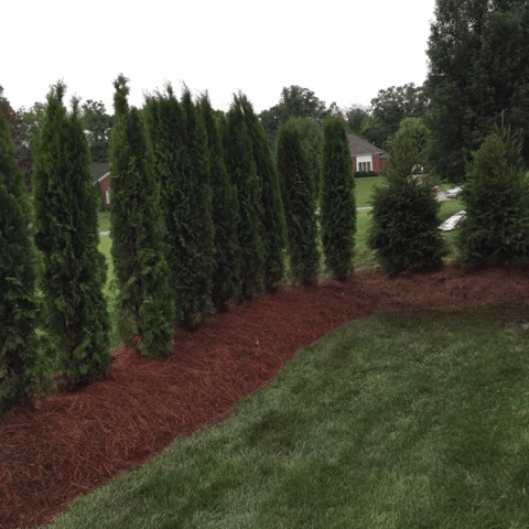 Louisville Tree Service | Trimming, Removal, Stump Grinding